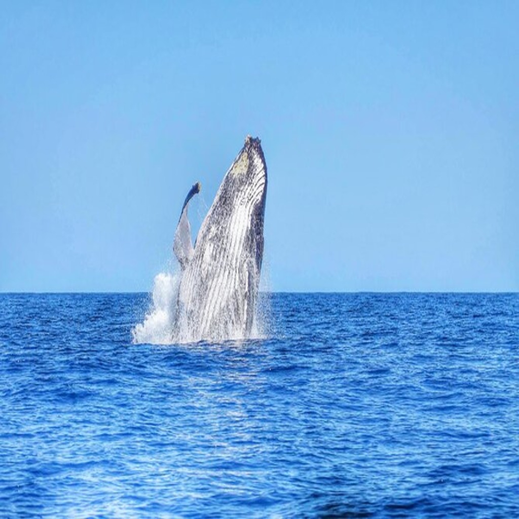 Best 5 Whale Watching Mauritius | Flamboyant Holidays